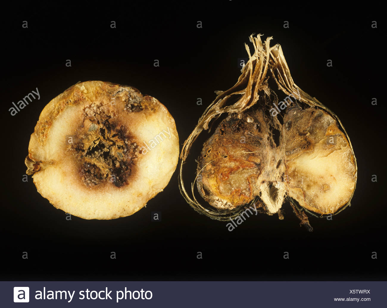 Basal Rot High Resolution Stock Photography and Images - Alamy