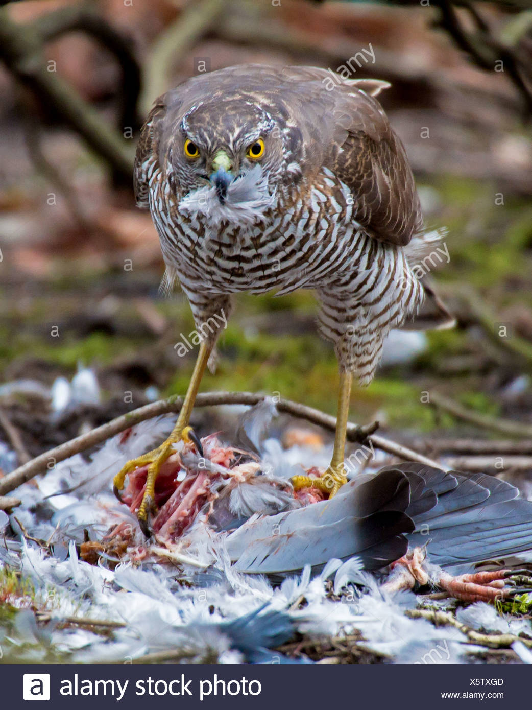 Dead Hawk High Resolution Stock Photography and Images - Alamy