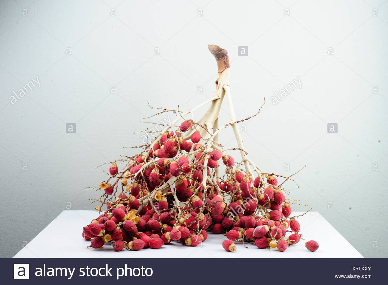 Areca Nut Is The Seed Of The Areca Palm High Resolution Stock ...