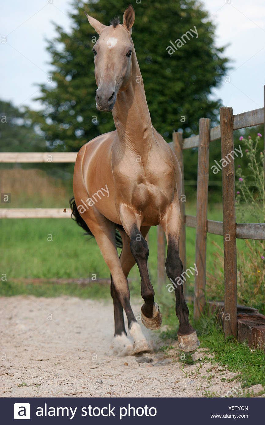 Akhal Teke High Resolution Stock Photography and Images - Alamy