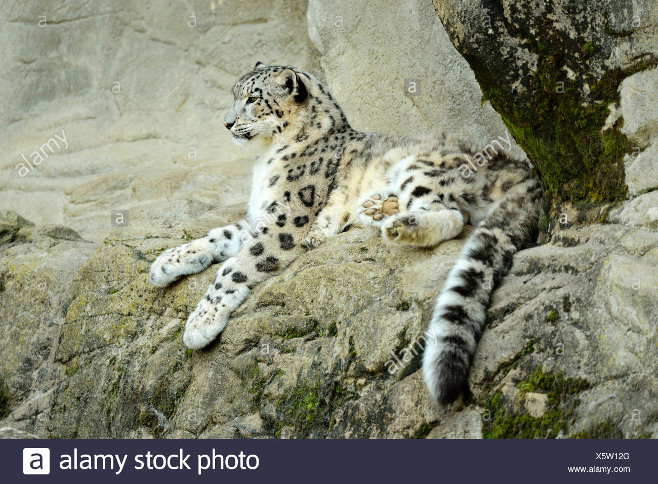 Female Snow Leopard High Resolution Stock Photography and Images - Alamy
