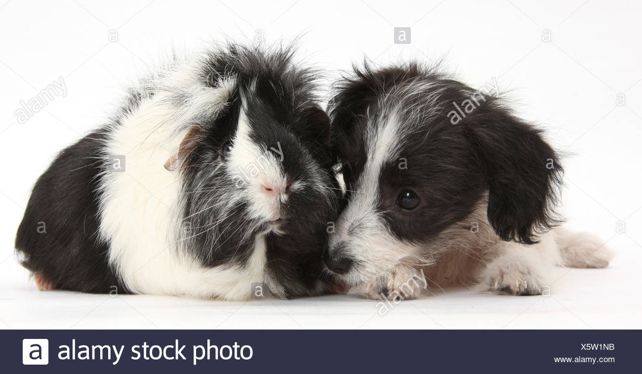 Baby Guinea Pig Pup High Resolution Stock Photography and Images - Alamy