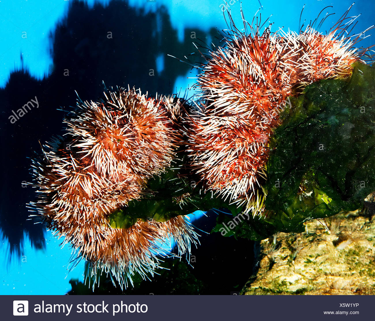 Short Spine Urchin High Resolution Stock Photography and Images - Alamy