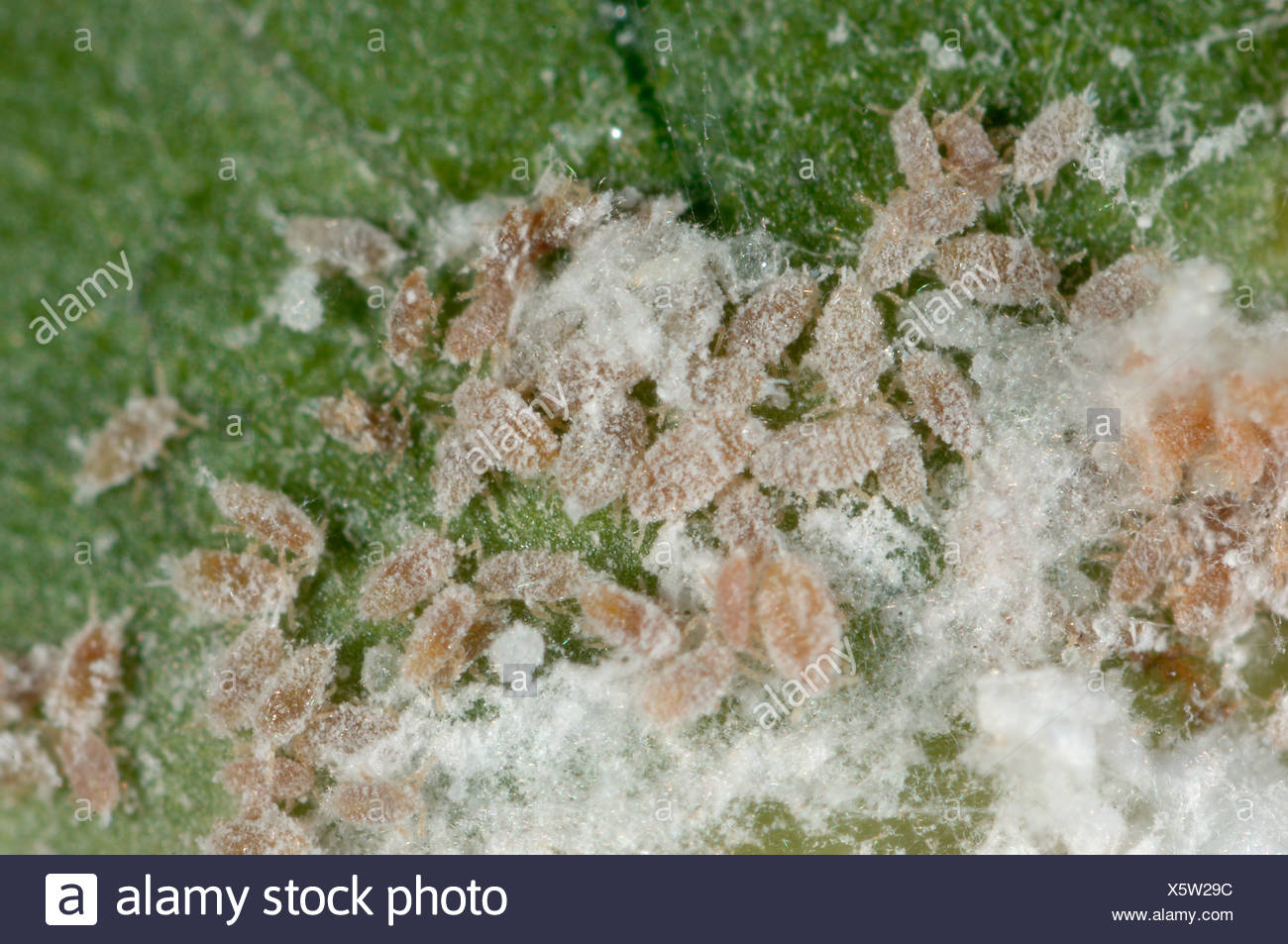 Citrus Mealybug Stock Photos & Citrus Mealybug Stock Images - Alamy