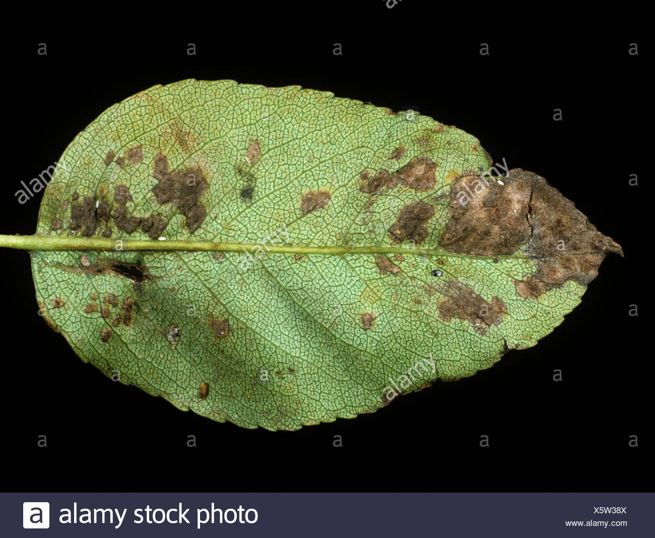 Pear Disease Stock Photos & Pear Disease Stock Images - Alamy