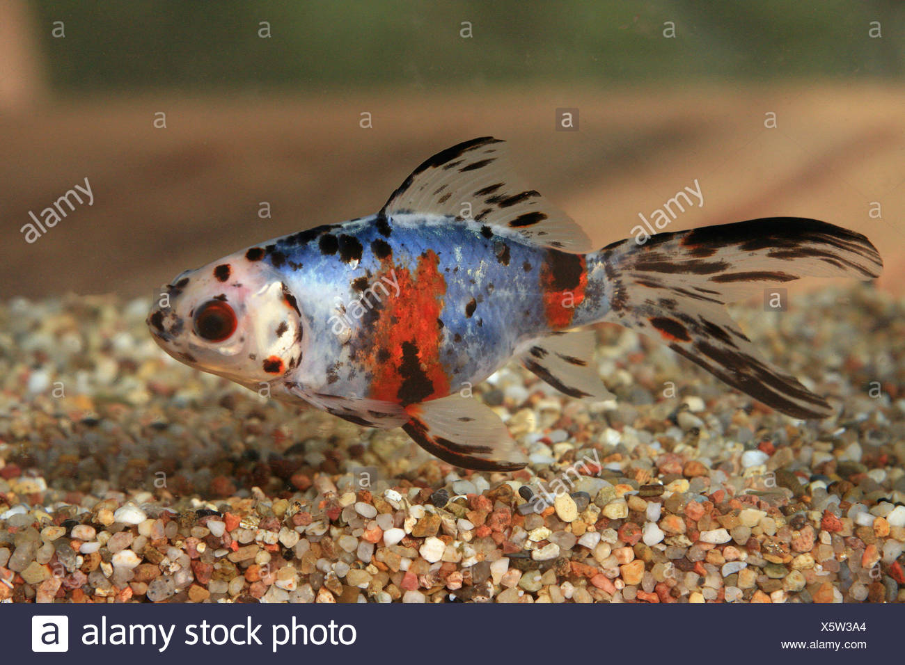 Shubunkin High Resolution Stock Photography and Images - Alamy