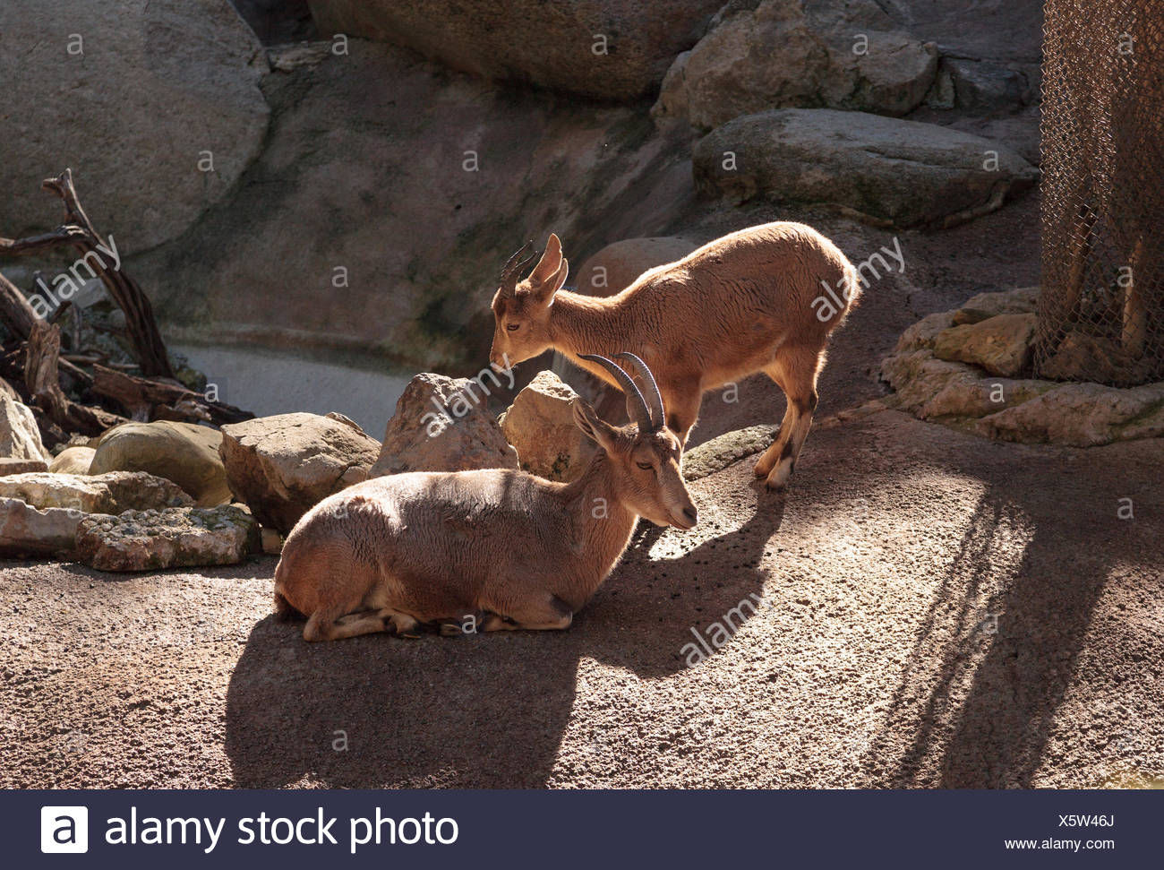 Egypt Ibex High Resolution Stock Photography and Images - Alamy