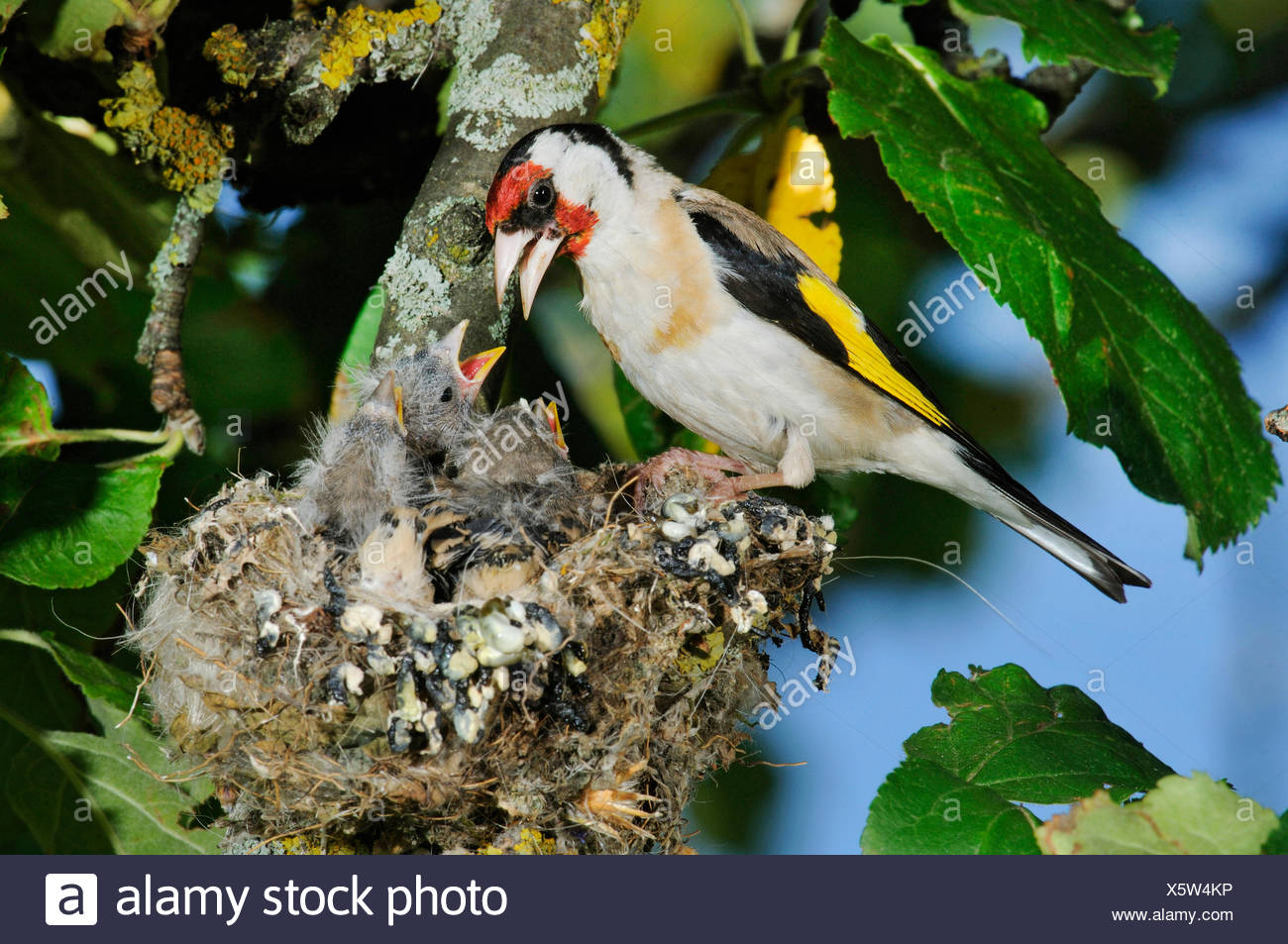 Baby Goldfinch High Resolution Stock Photography and Images - Alamy