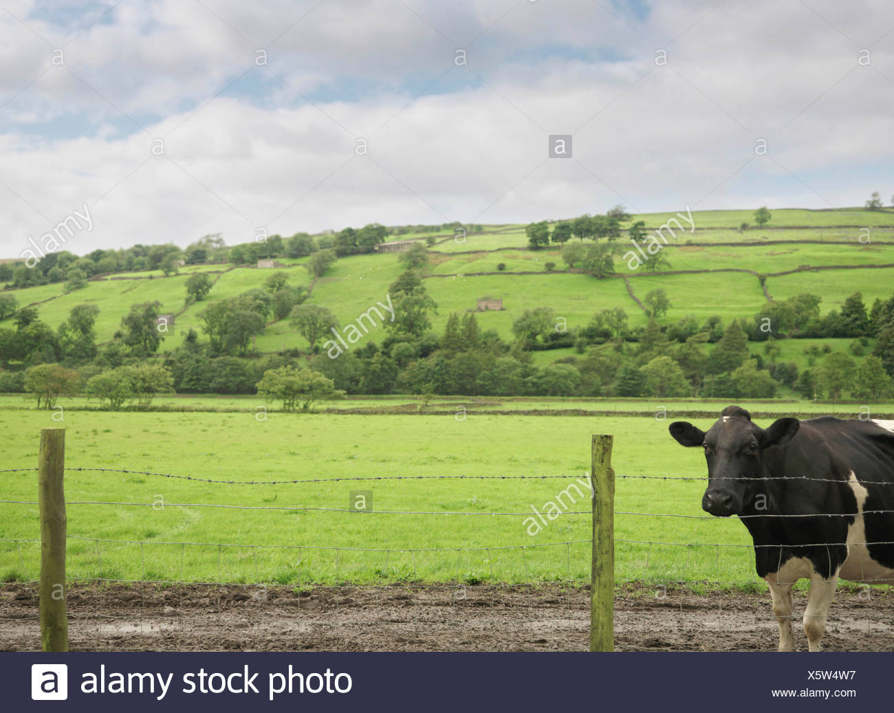Cow In Nature High Resolution Stock Photography and Images - Alamy
