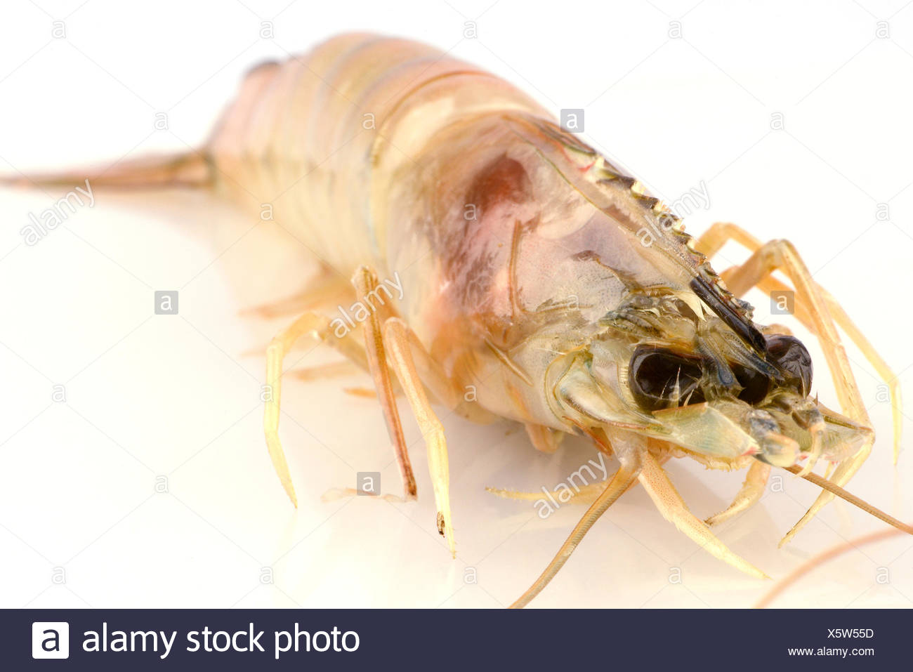 Pandalus Shrimp High Resolution Stock Photography and Images - Alamy