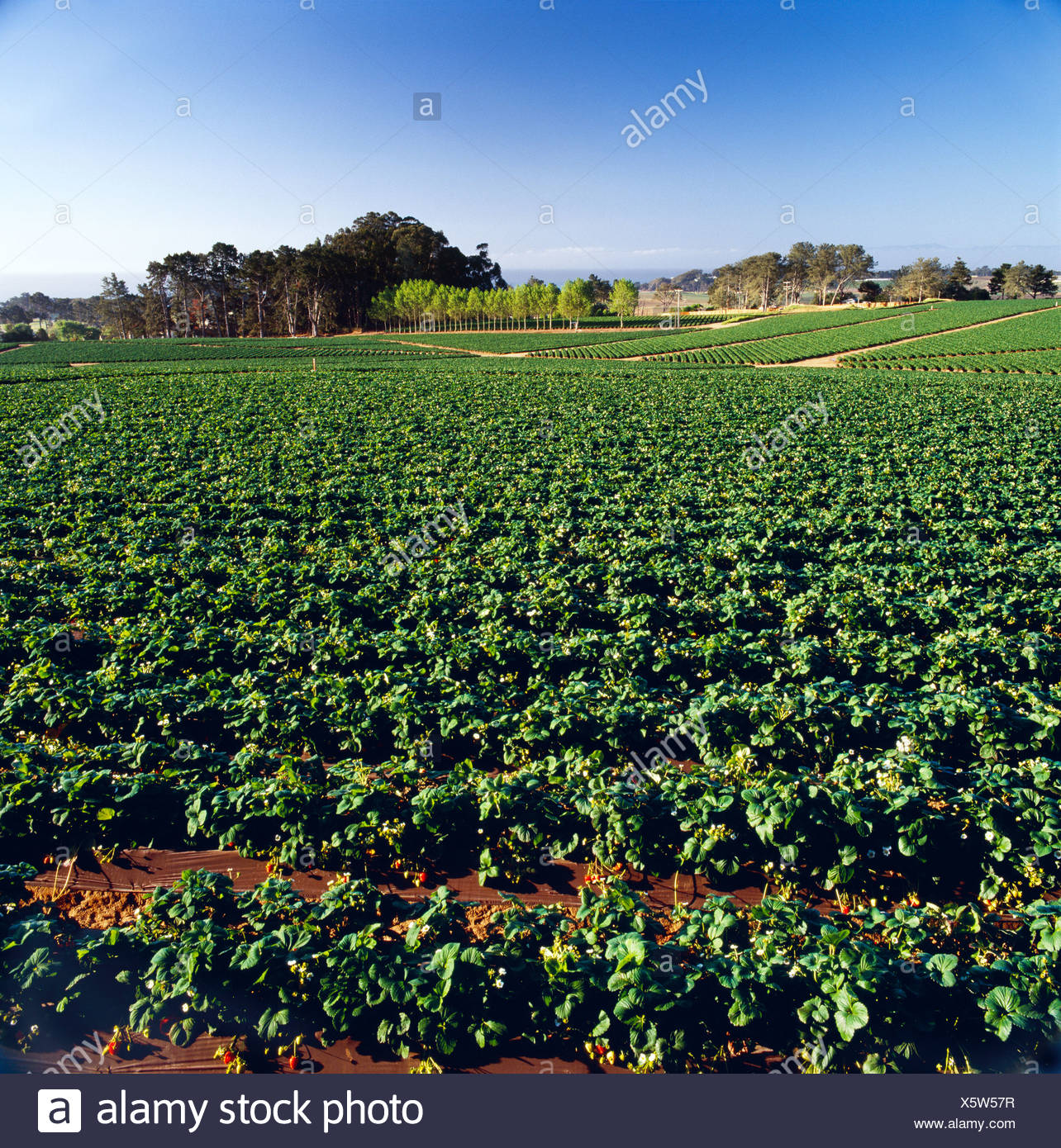 Agriculture Strawberry Fields Watsonville California High Resolution ...