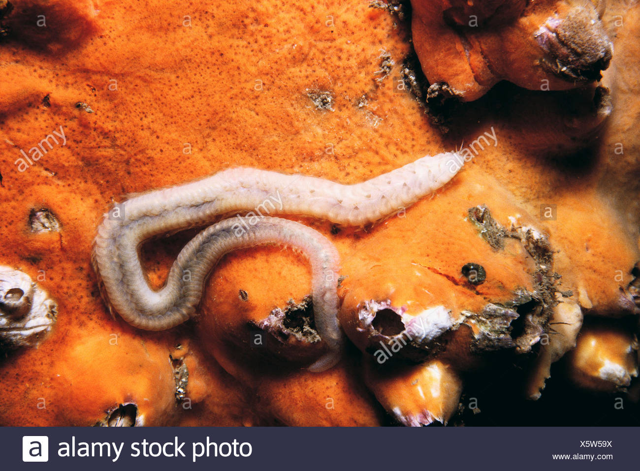 Polynoe High Resolution Stock Photography and Images - Alamy