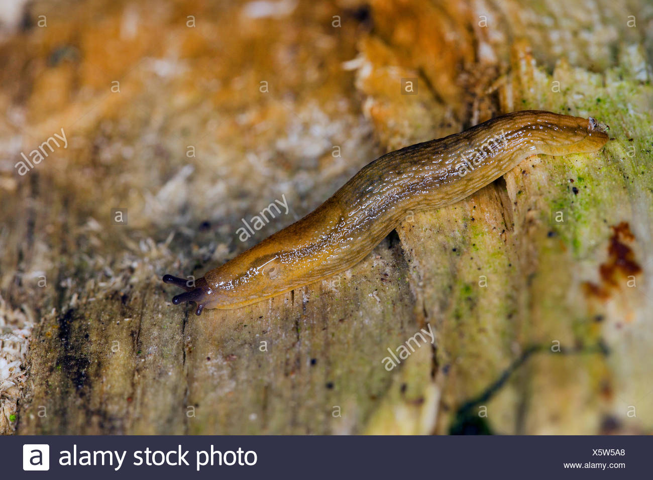 Arion Slug Stock Photos & Arion Slug Stock Images - Alamy