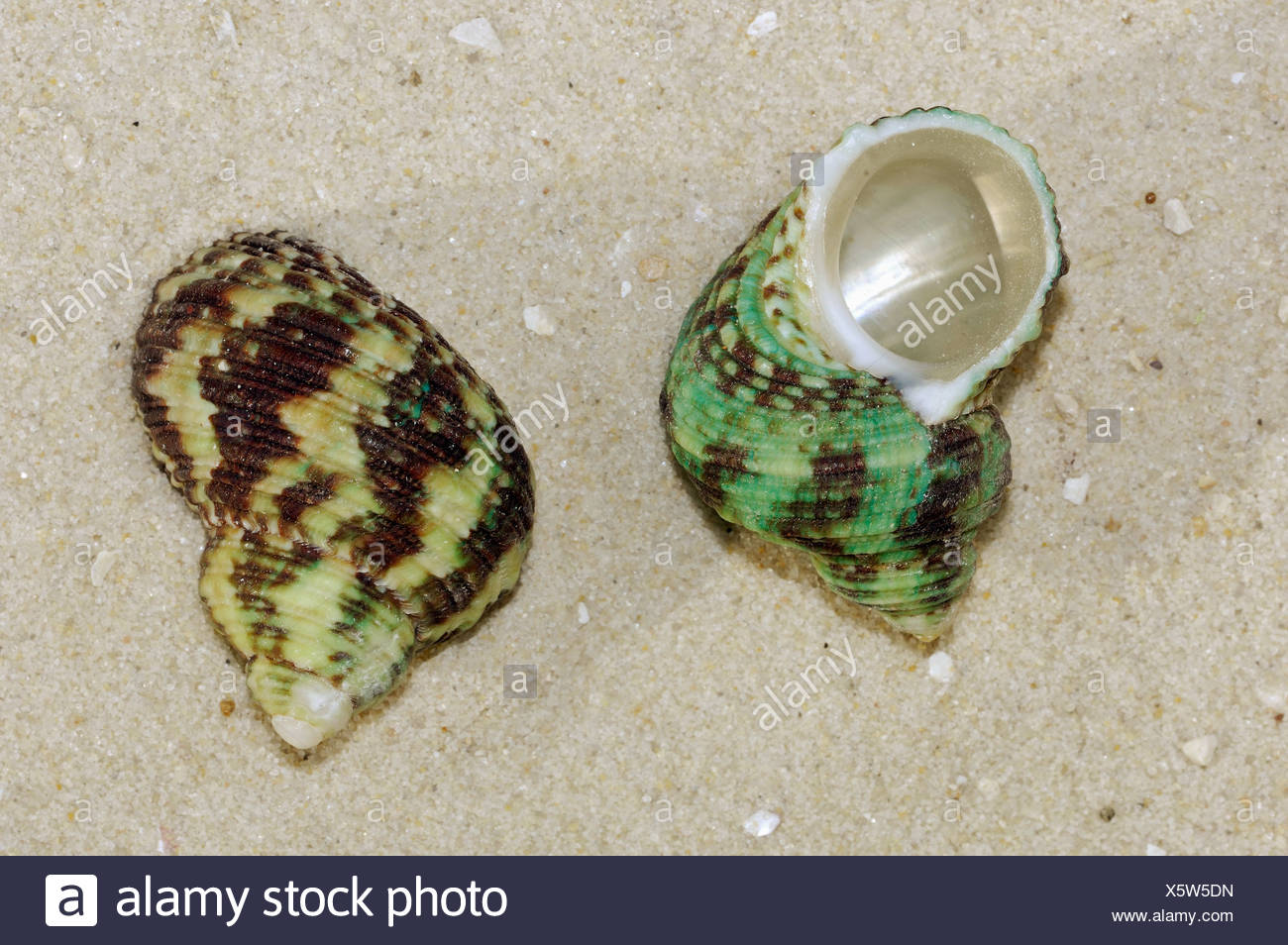 Turbo Snail Stock Photos & Turbo Snail Stock Images - Alamy