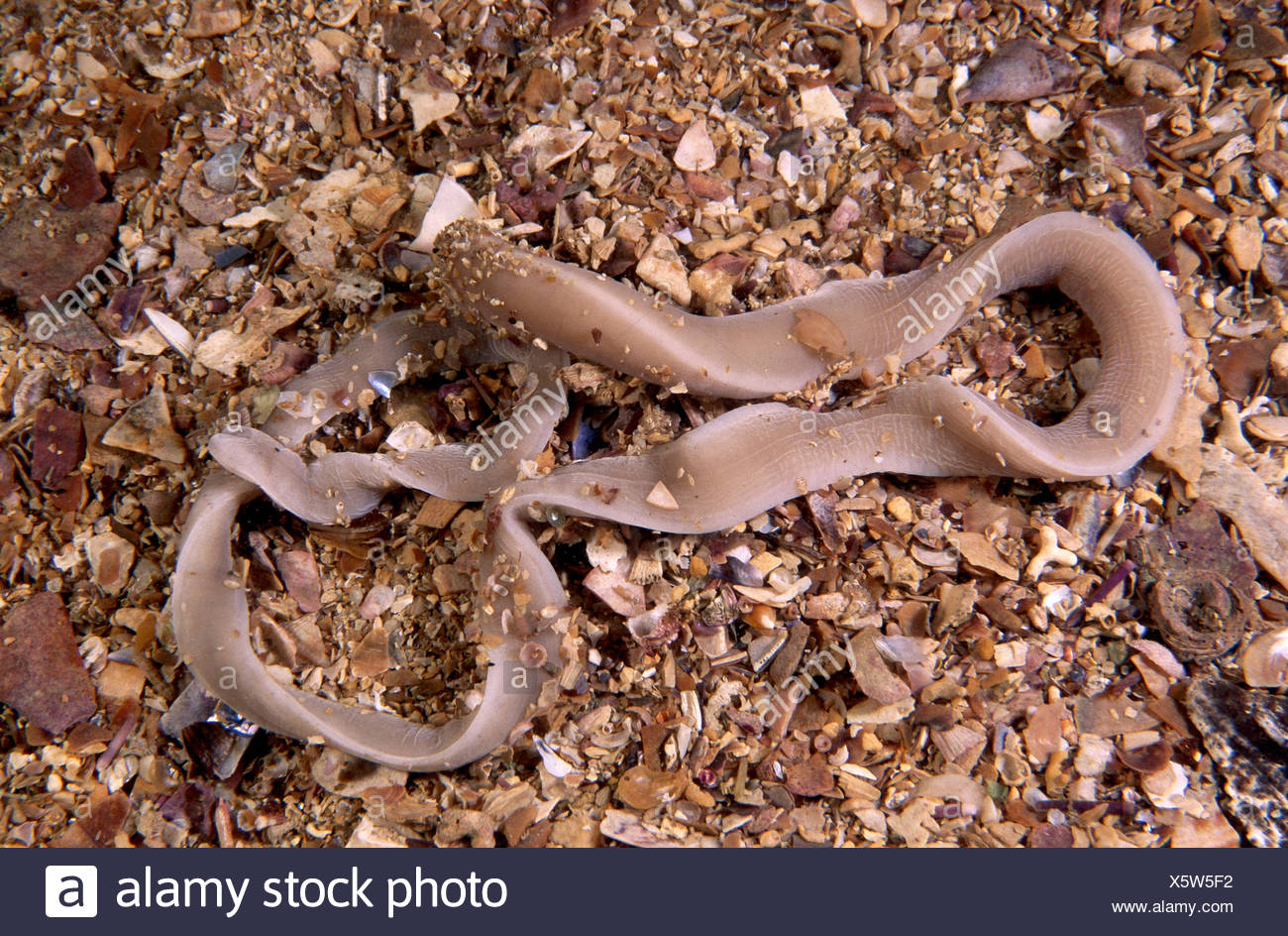 Ribbon Worm Stock Photos & Ribbon Worm Stock Images - Alamy