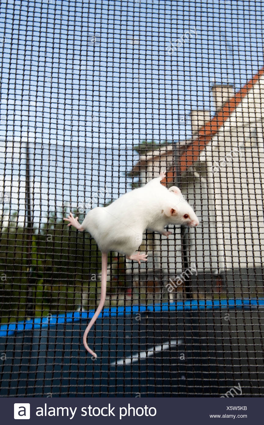 Mouse Gnawing High Resolution Stock Photography and Images - Alamy