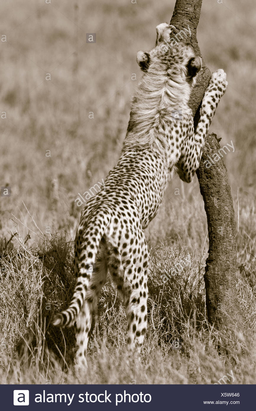 Long Hind Claws High Resolution Stock Photography and Images - Alamy