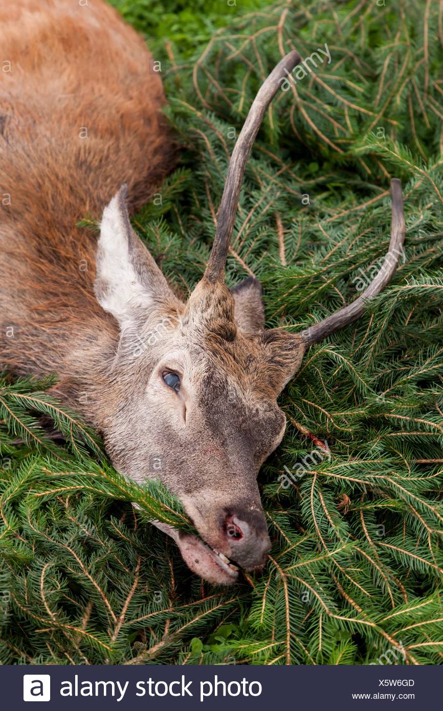 Dead Deer High Resolution Stock Photography and Images - Alamy