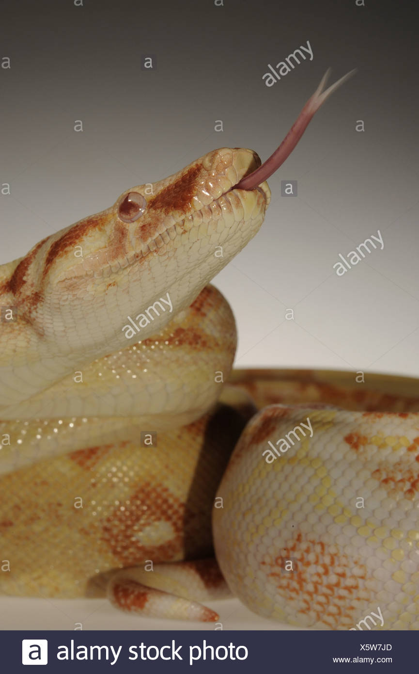 Albino Constrictor Snake High Resolution Stock Photography and Images ...
