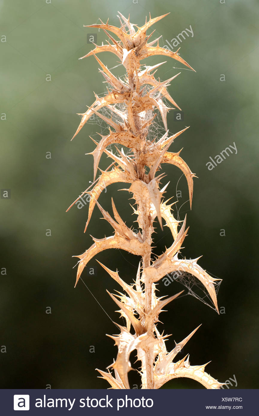 Spiny Desert High Resolution Stock Photography and Images - Alamy