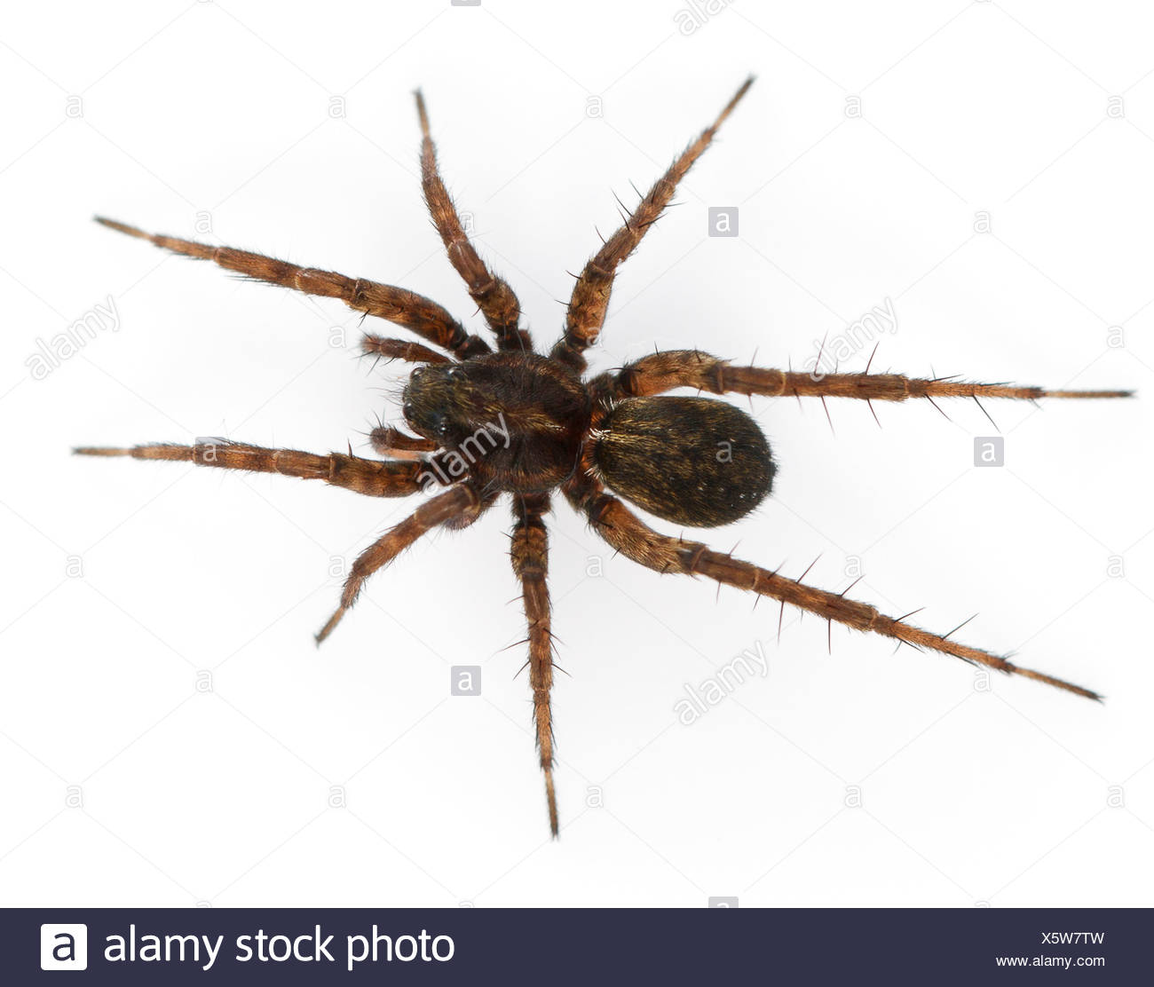 Abundant Grassland High Resolution Stock Photography and Images - Alamy