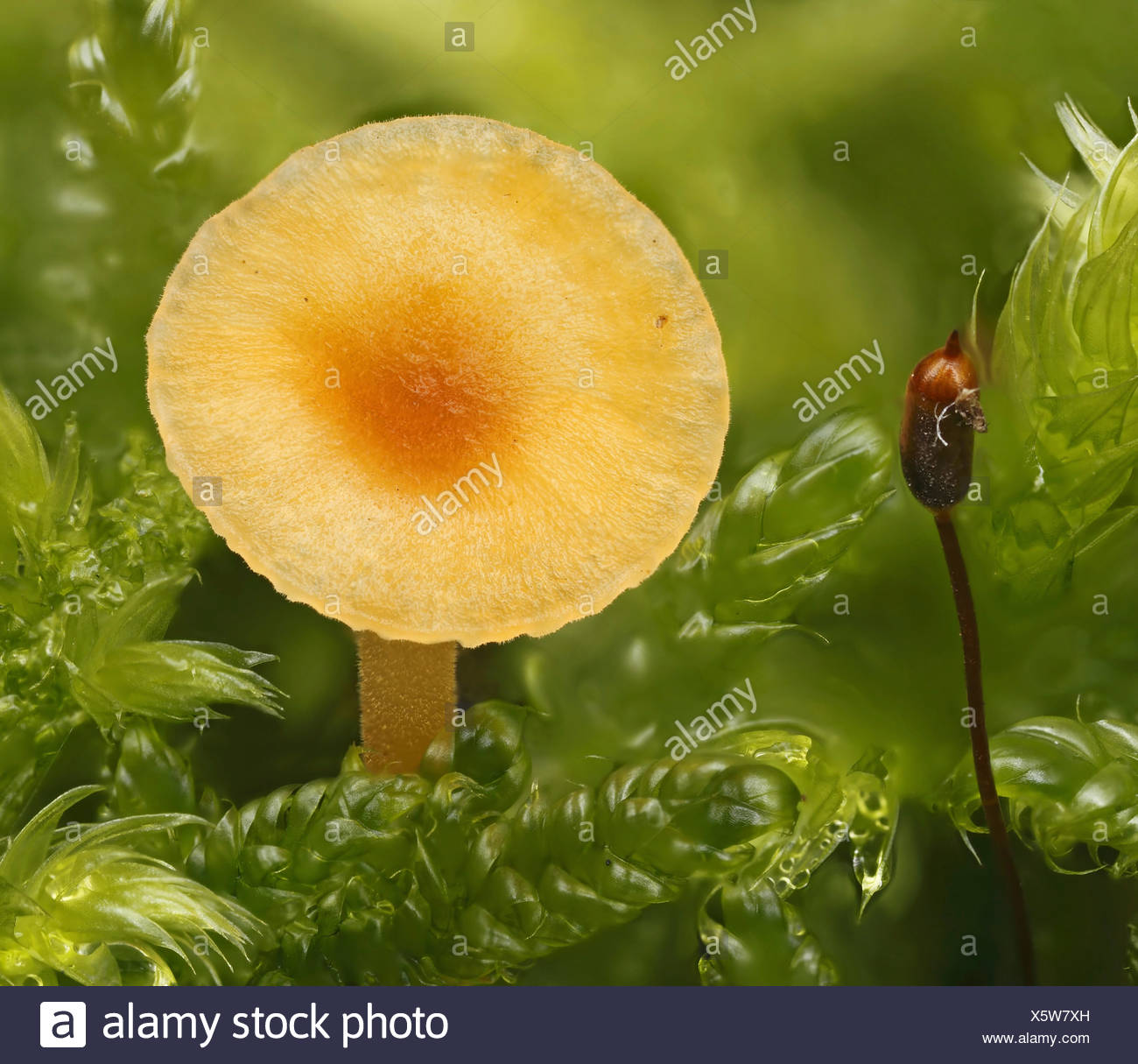 Yellow Green Fungi High Resolution Stock Photography and Images - Alamy