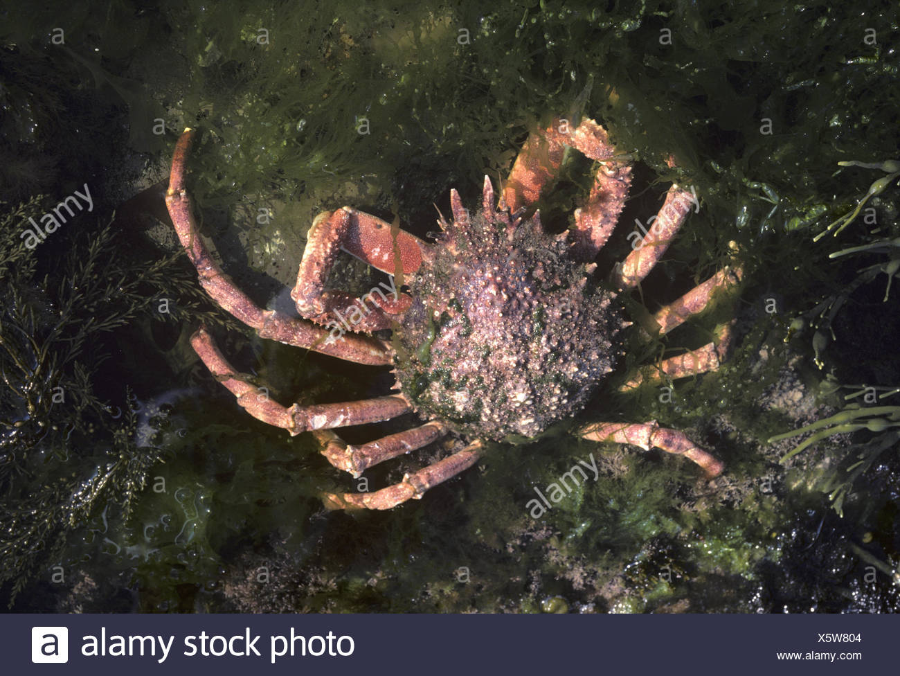 Common Spider Crab High Resolution Stock Photography and Images - Alamy
