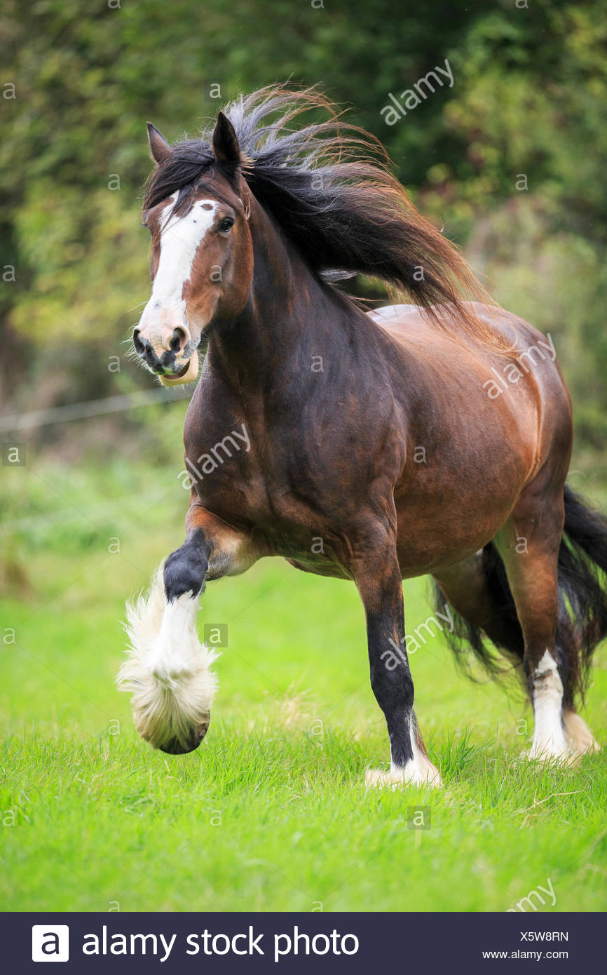 Shire Horse High Resolution Stock Photography and Images - Alamy