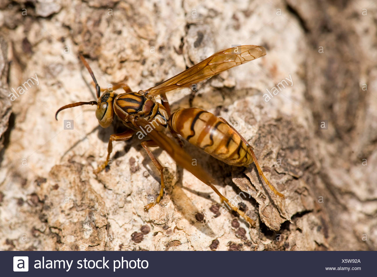 Insect India High Resolution Stock Photography and Images - Alamy