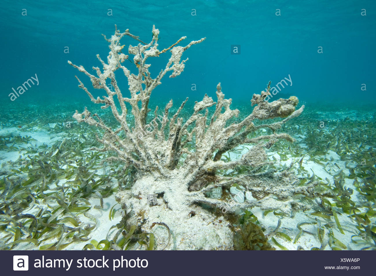Dead Coral Reef High Resolution Stock Photography and Images - Alamy