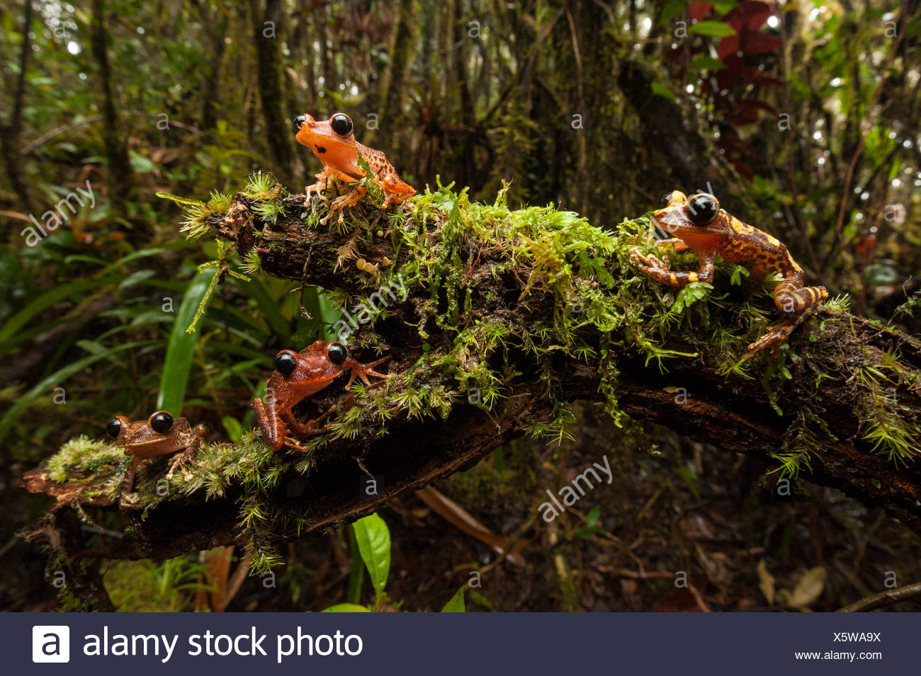 Black Eyed Tree Frogs Stock Photos & Black Eyed Tree Frogs Stock Images ...