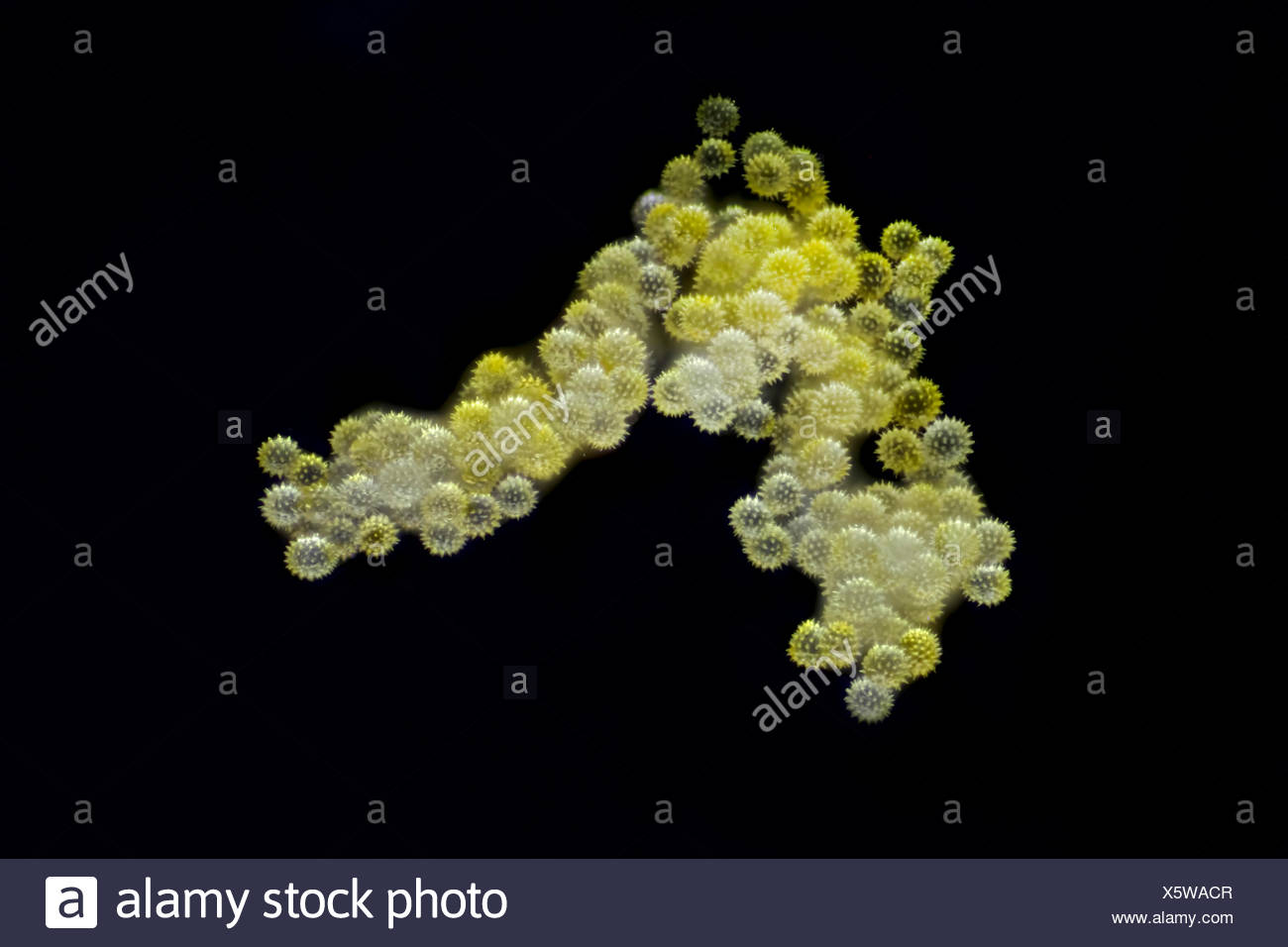 Stelliform High Resolution Stock Photography and Images - Alamy