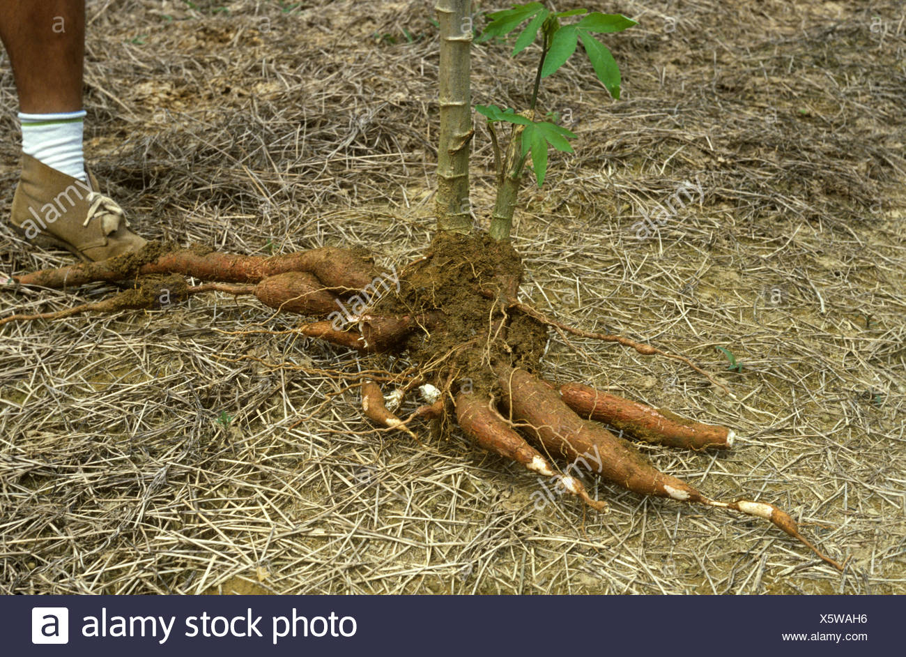 Manioc Starch High Resolution Stock Photography and Images - Alamy
