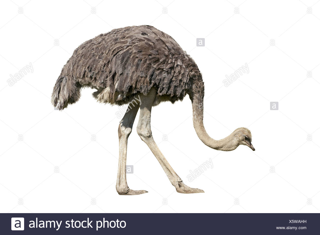 Emu Cut Out Stock Images & Pictures - Alamy