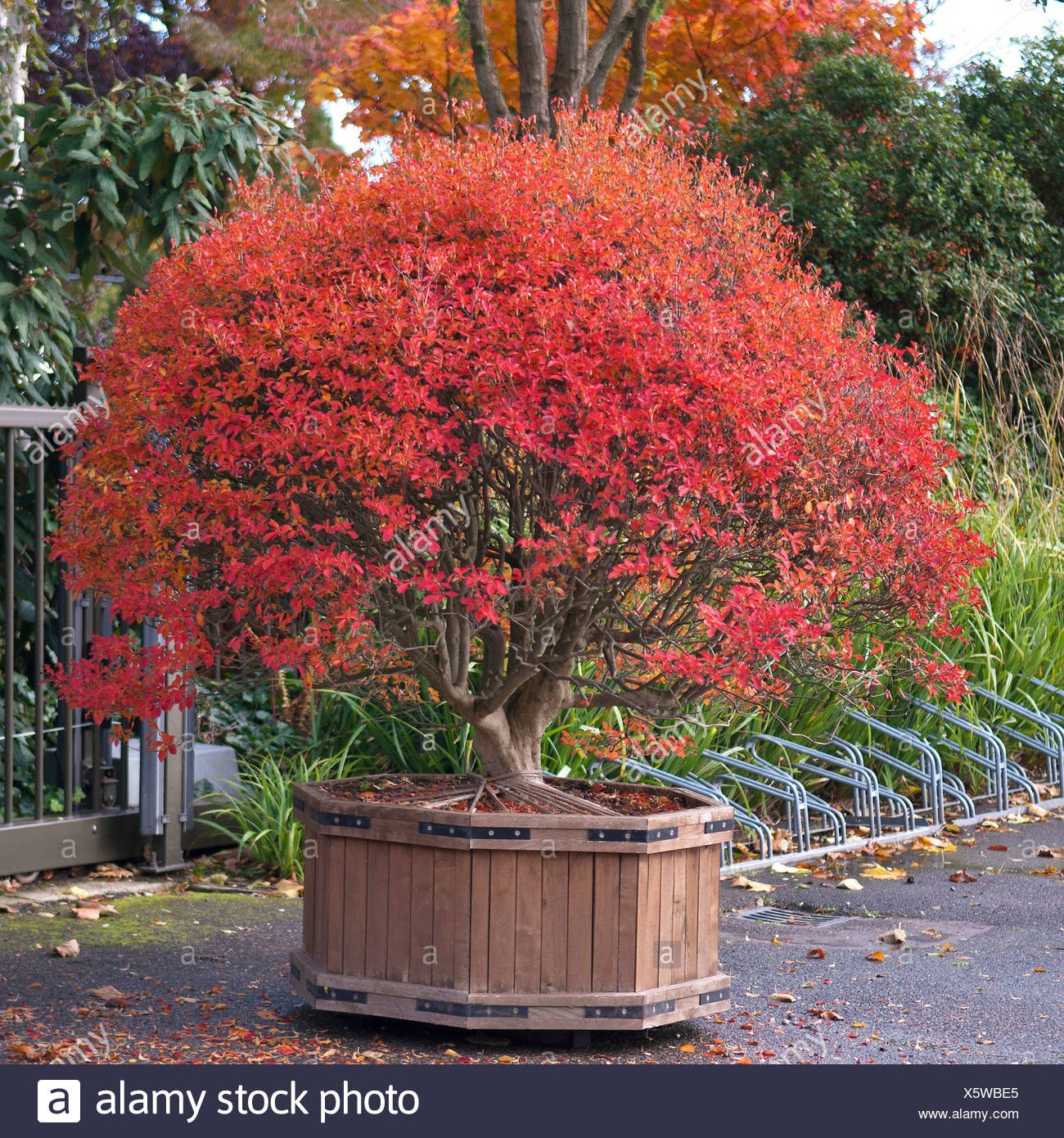 Enkianthus High Resolution Stock Photography and Images - Alamy