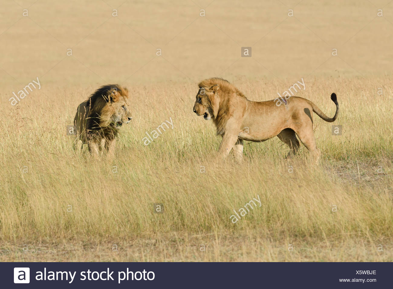 Male Female Lion Fighting High Resolution Stock Photography and Images ...