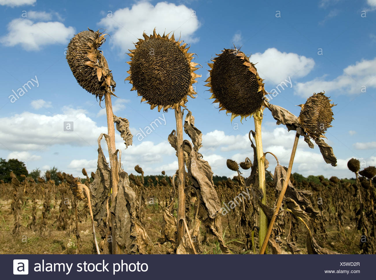 Withered Crops High Resolution Stock Photography and Images - Alamy