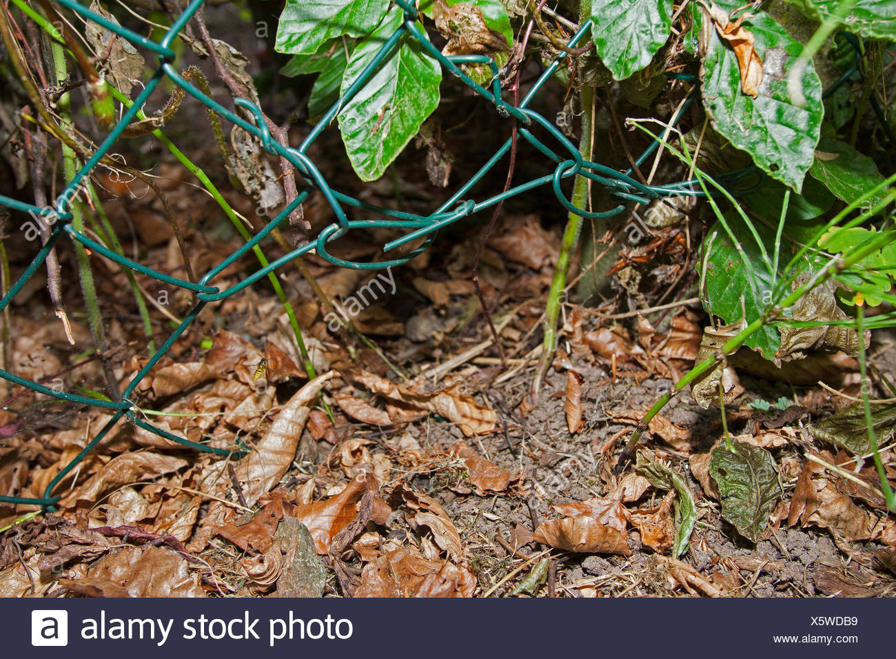Hedgehog Hole In Fence High Resolution Stock Photography and Images - Alamy