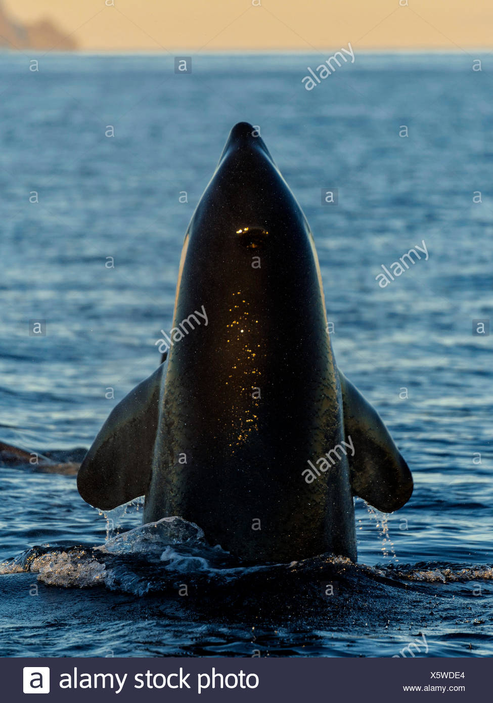 Spyhopping Orca High Resolution Stock Photography and Images - Alamy