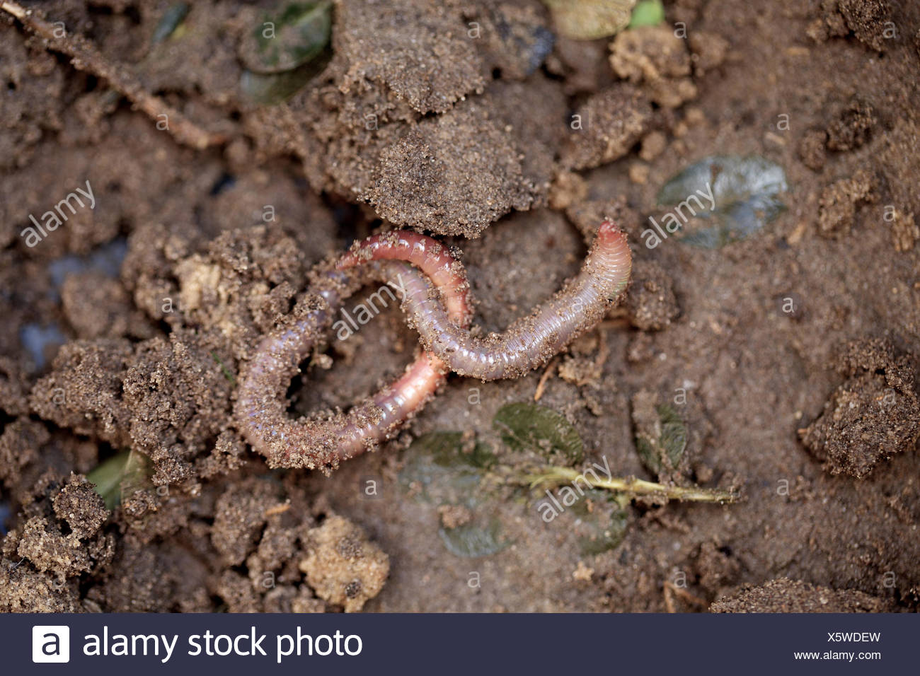 Earthworm And Soil Stock Photos & Earthworm And Soil Stock Images - Alamy