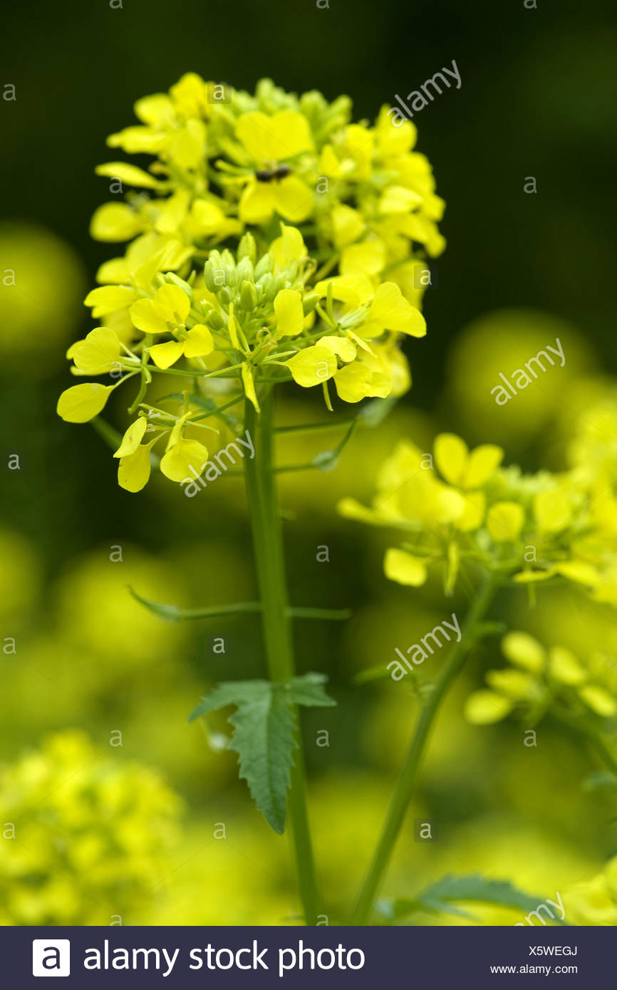 Potherb Mustard High Resolution Stock Photography and Images - Alamy