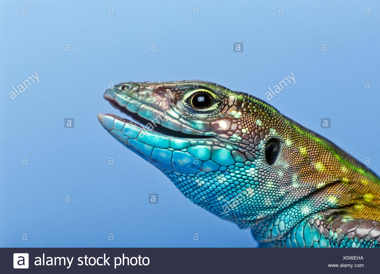 Thomas Kitchin And Victoria Hurst High Resolution Stock Photography and ...