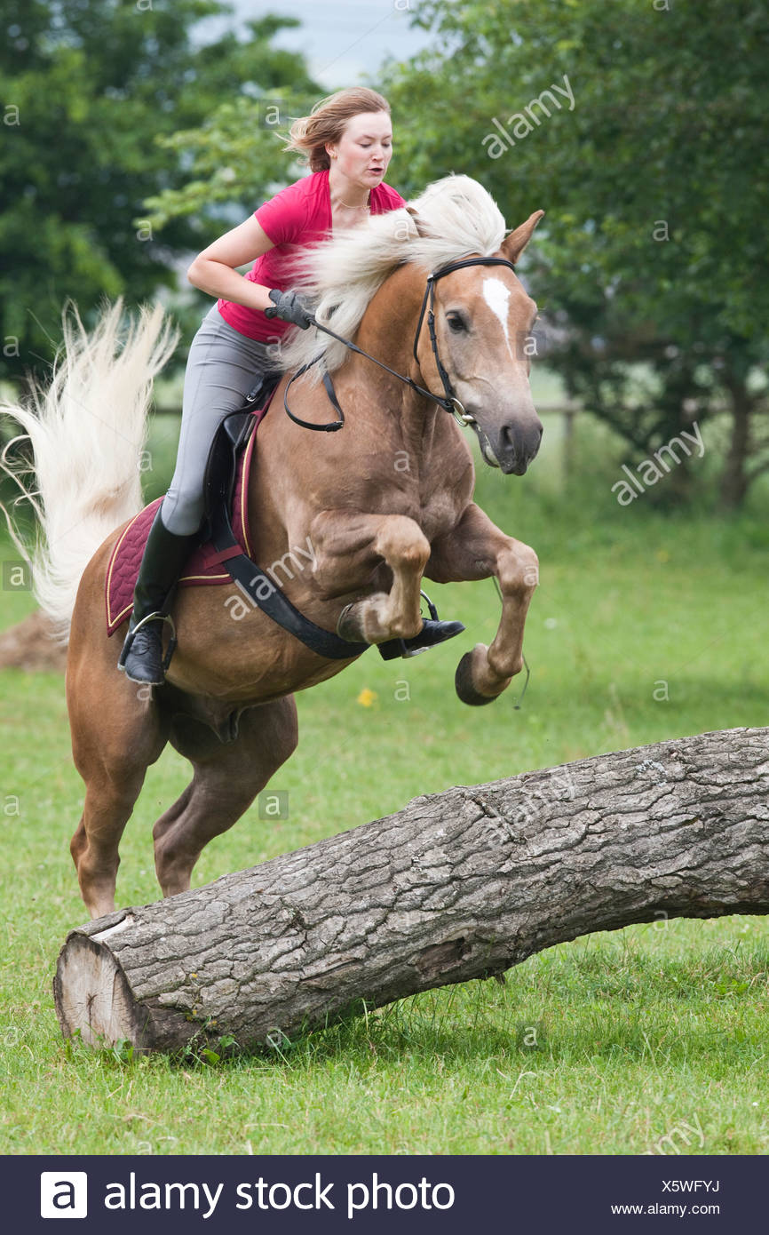 Haflinger Horse Jumping High Resolution Stock Photography and Images ...
