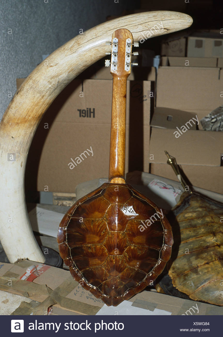 Tusk Shell Stock Photos & Tusk Shell Stock Images - Alamy