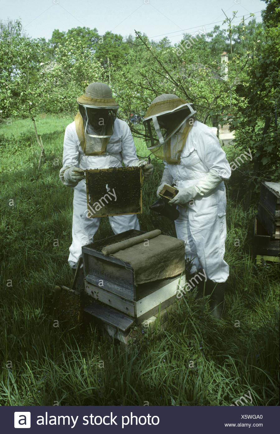 Bee Keepers High Resolution Stock Photography and Images - Alamy