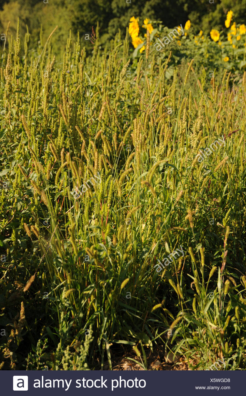 Foxtail Millet High Resolution Stock Photography and Images - Alamy