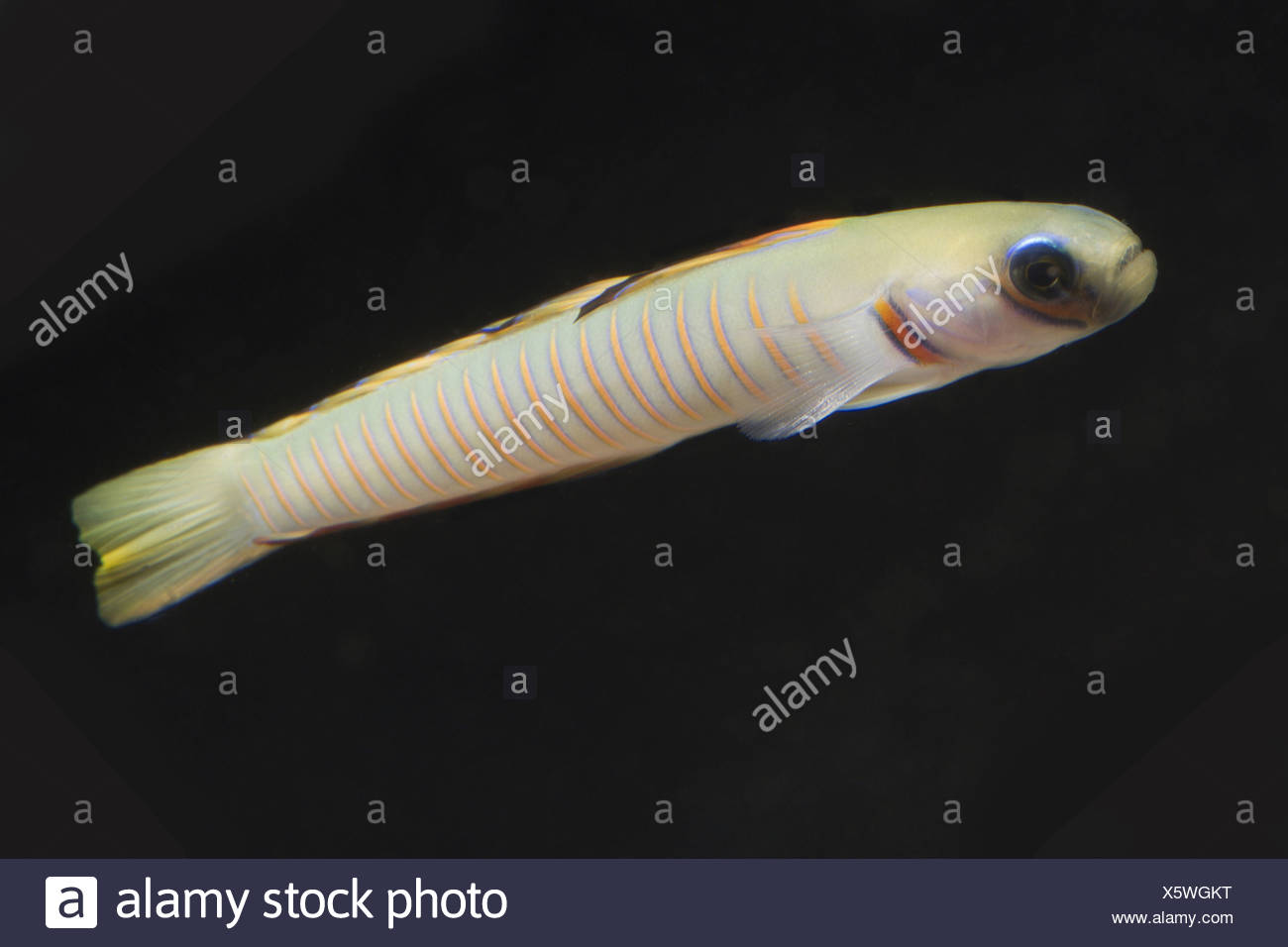 Dartfish Stock Photos & Dartfish Stock Images - Alamy
