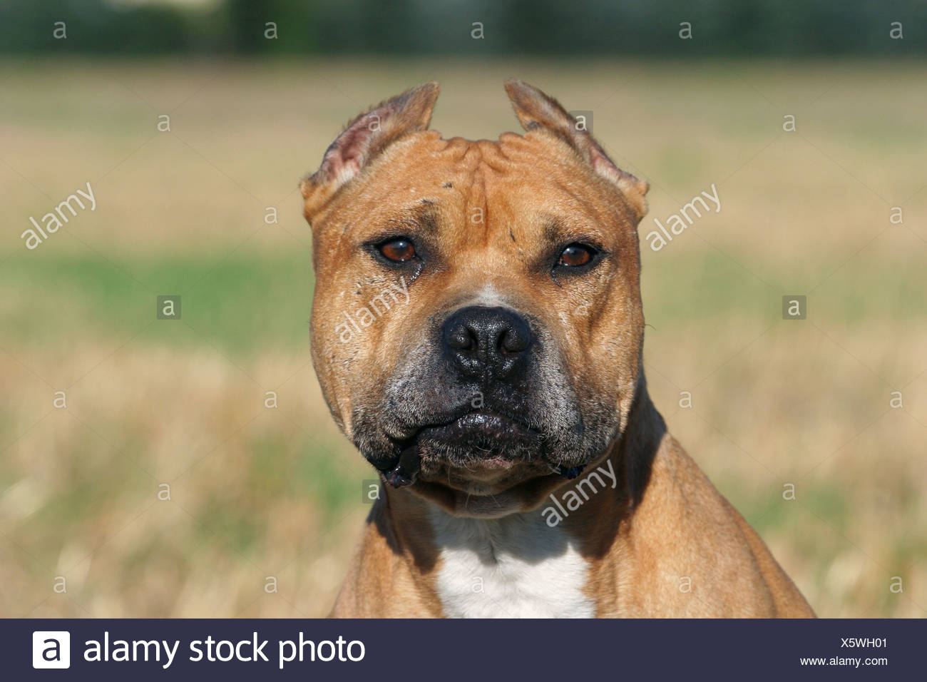 Staffordshire Terrier Cropped Ears High Resolution Stock Photography ...