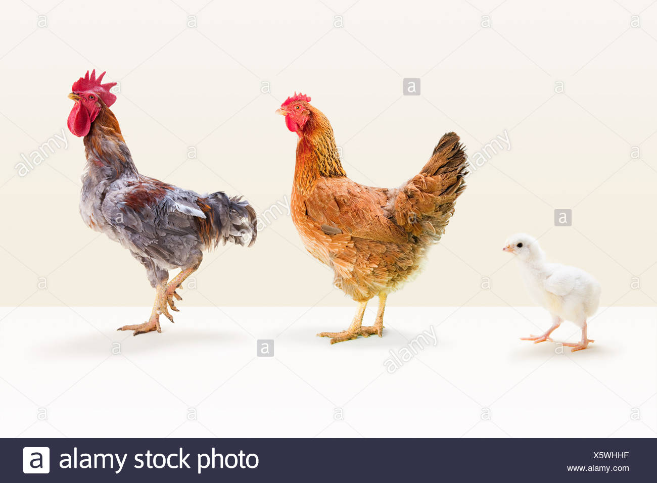 Rooster And Hen High Resolution Stock Photography and Images - Alamy