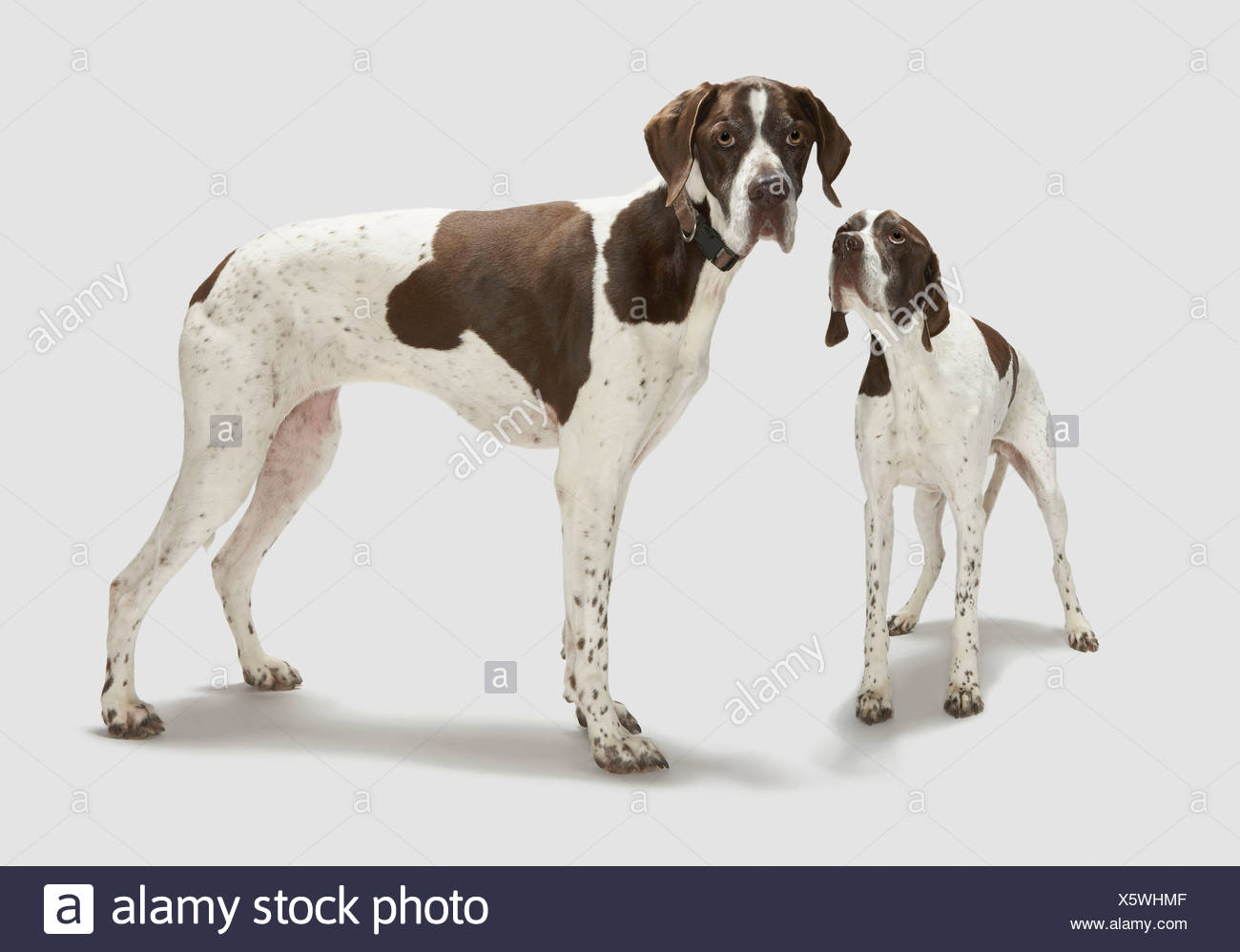 Dogs High Resolution Stock Photography and Images - Alamy